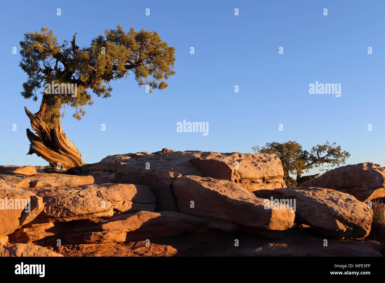 Utah juniper tree, Juniperus osteosperma; Dead Horse Point State Park ...