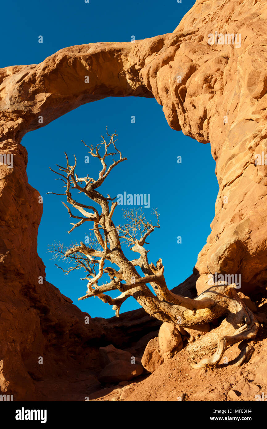 Dead juniper tree hi-res stock photography and images - Alamy