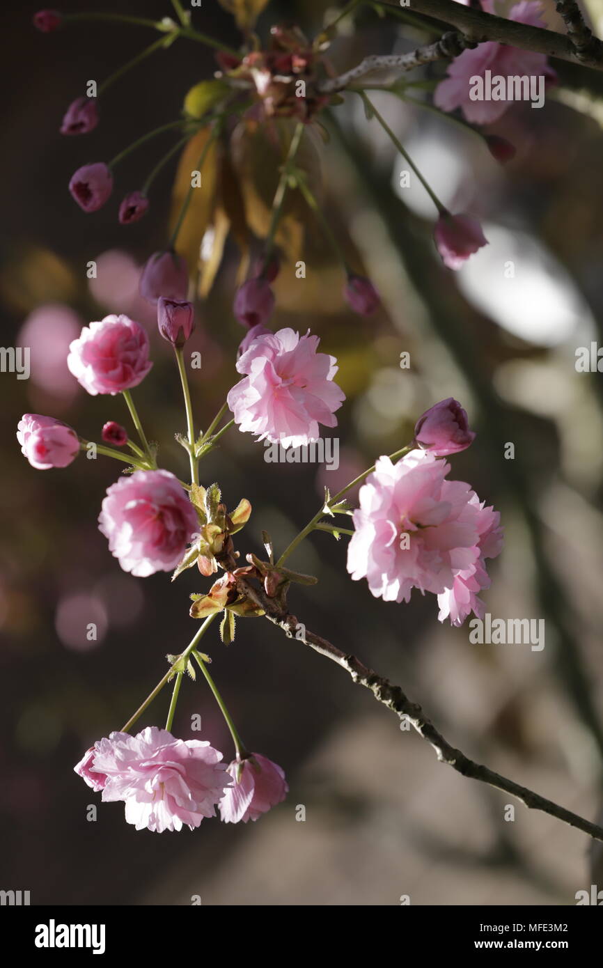 Beautiful pink fragile flowers of the Japanese cherry Stock Photo - Alamy