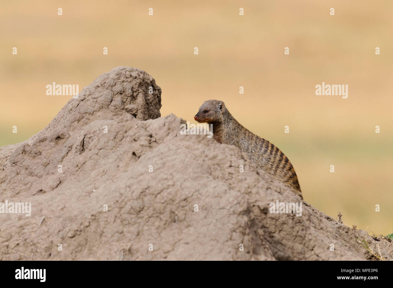 Banded mongoose near entrance to burrow in old termite mound, Mungos ...