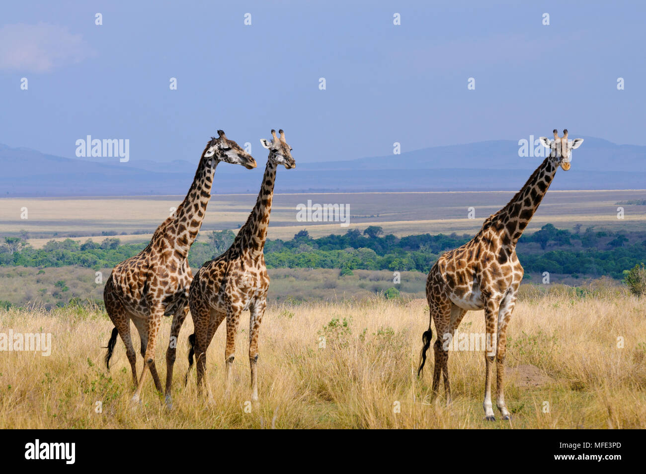 Common giraffe hi-res stock photography and images - Alamy