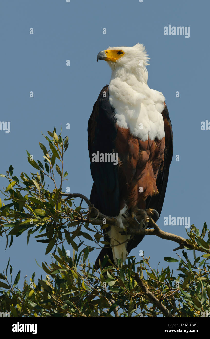 African fish eagle, Haliaeetus vocifer; Masai Mara, Kenya Stock Photo ...