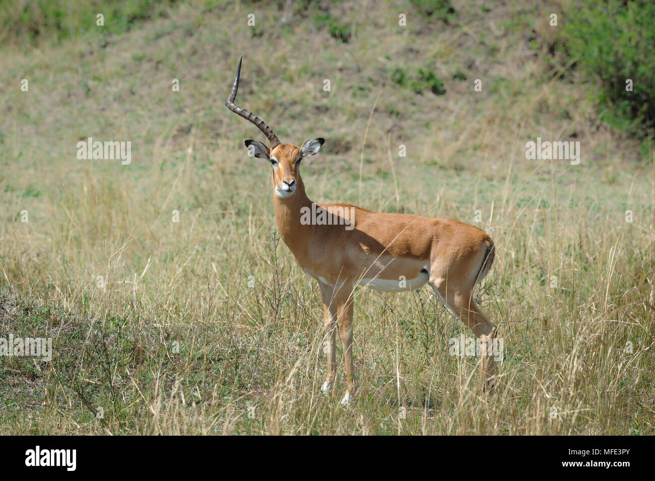 Male impala with only one horn, Aepycetos melampus; Masai Mara, Kenya ...