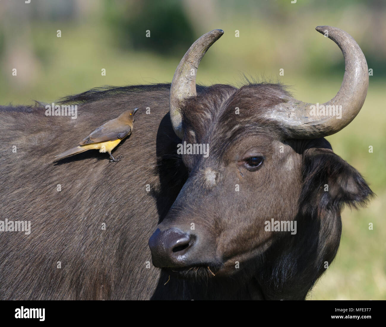 Buffalo with oxpecker hi-res stock photography and images - Alamy