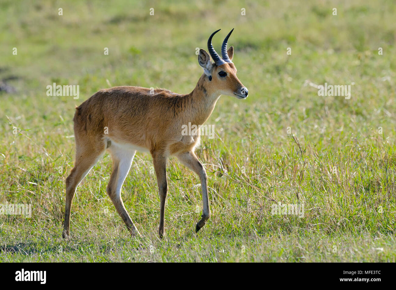 Reedbuck kenya hi-res stock photography and images - Alamy