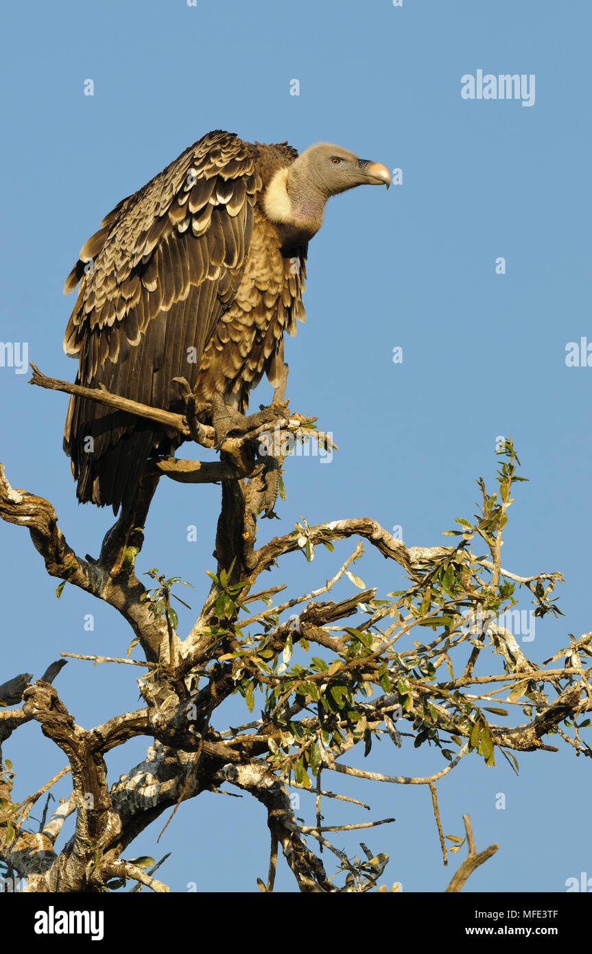 Rueppells griffon vulture gyps hi-res stock photography and images - Alamy