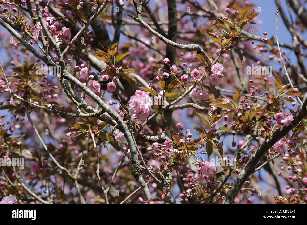 Beautiful pink fragile flowers of the Japanese cherry Stock Photo - Alamy