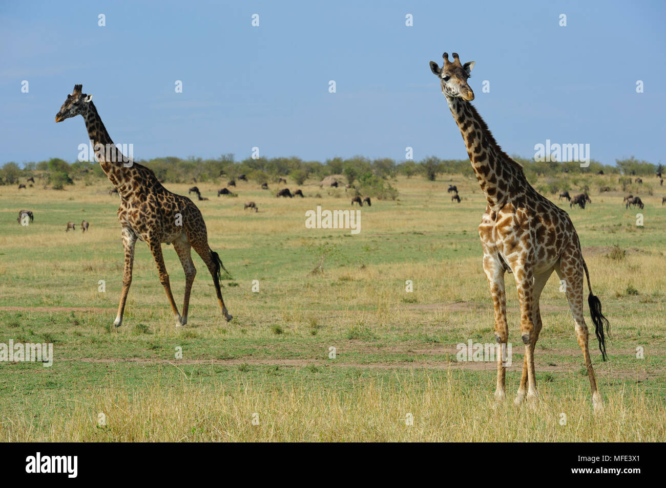Common giraffes hi-res stock photography and images - Alamy