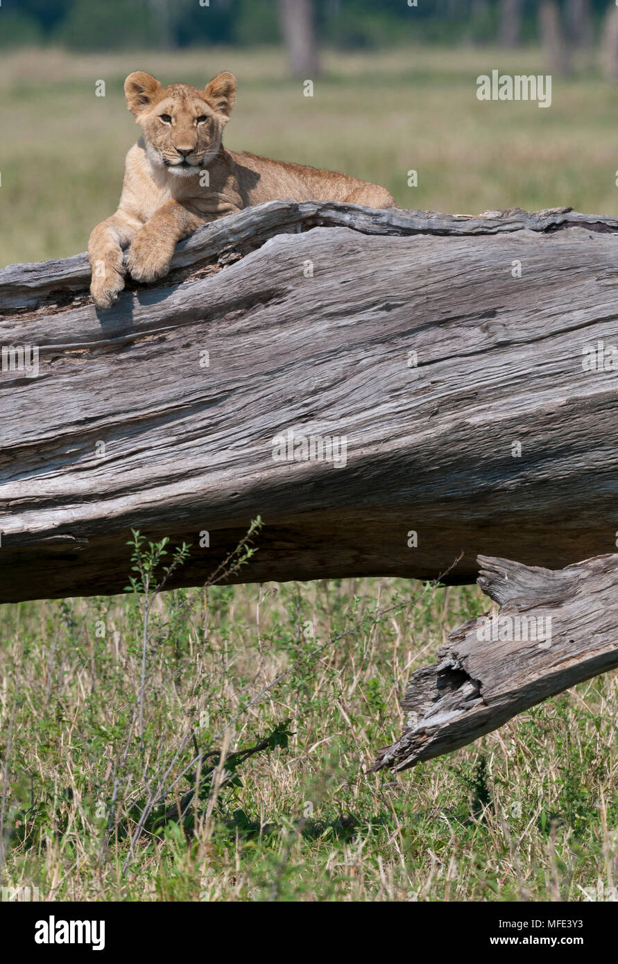African lion on old fallen tree, Panthera leo; Masai Mara, Kenya Stock ...