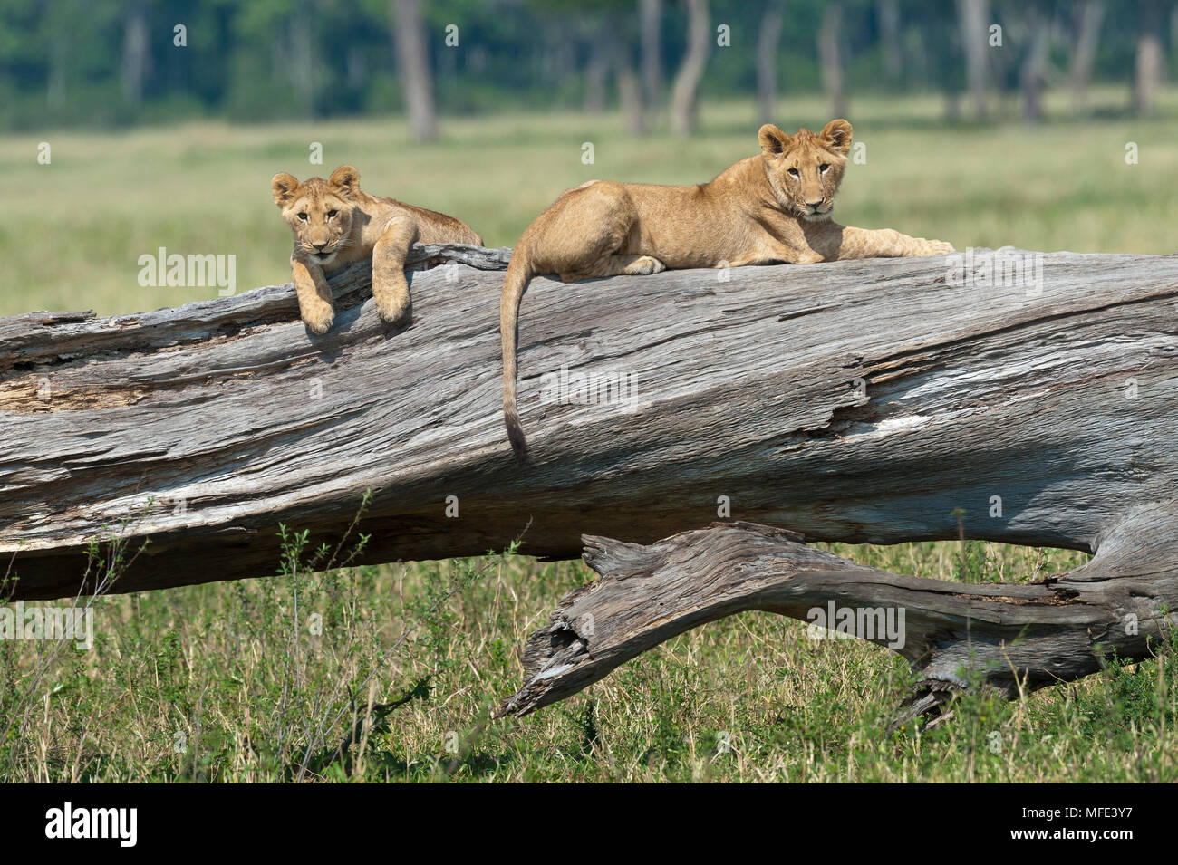 African lions on old fallen tree, Panthera leo; Masai Mara, Kenya Stock ...