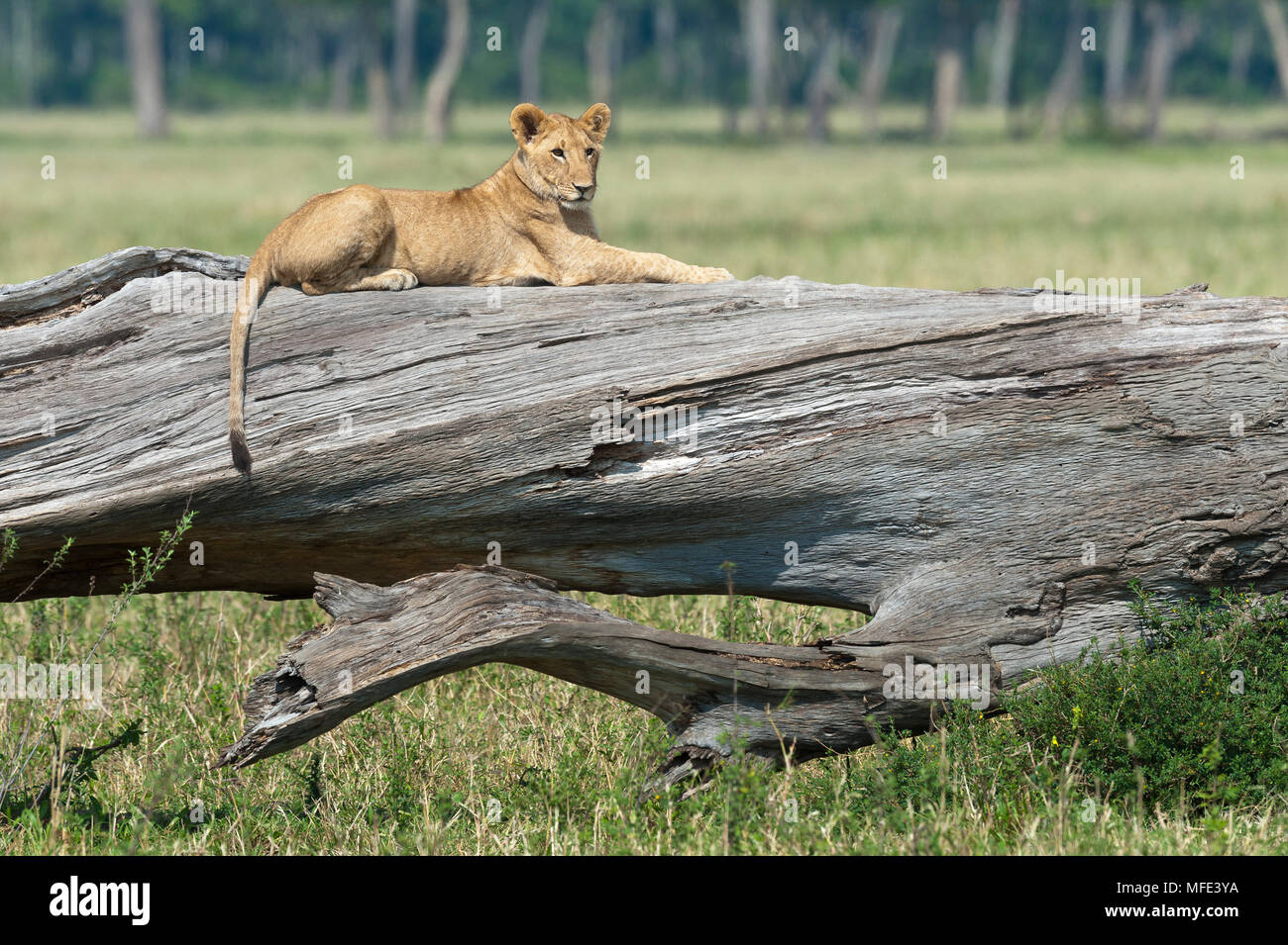 African lion on old fallen tree, Panthera leo; Masai Mara, Kenya Stock ...