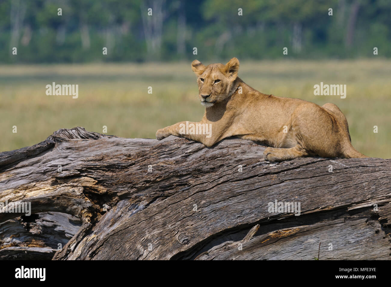 African lion on old fallen tree, Panthera leo; Masai Mara, Kenya Stock ...