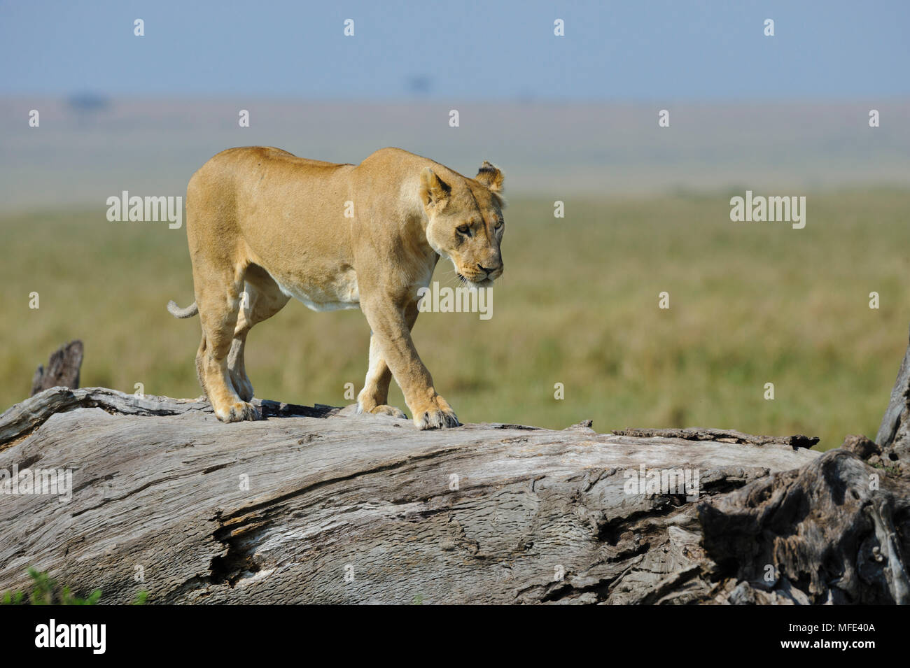 African lion on old fallen tree, Panthera leo; Masai Mara, Kenya Stock ...