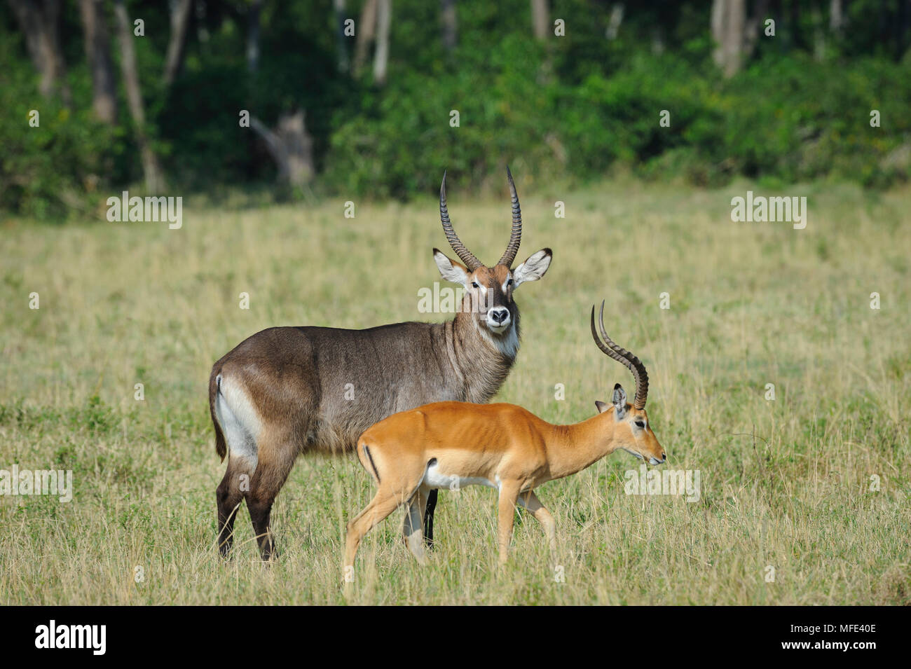 Waterbuck masai mara hi-res stock photography and images - Alamy