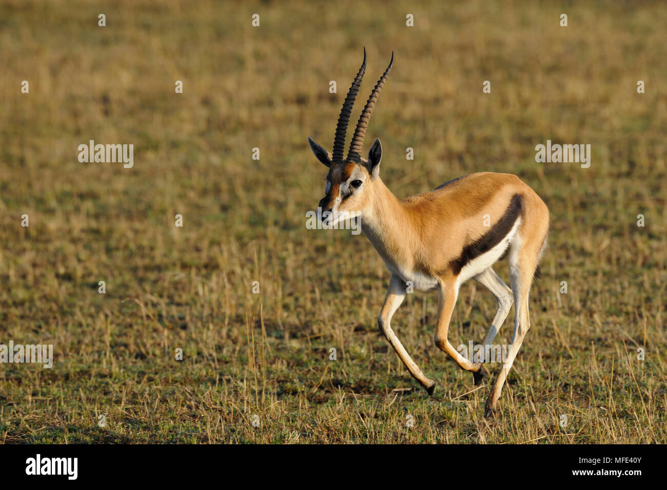 Gazelle running hi-res stock photography and images - Alamy