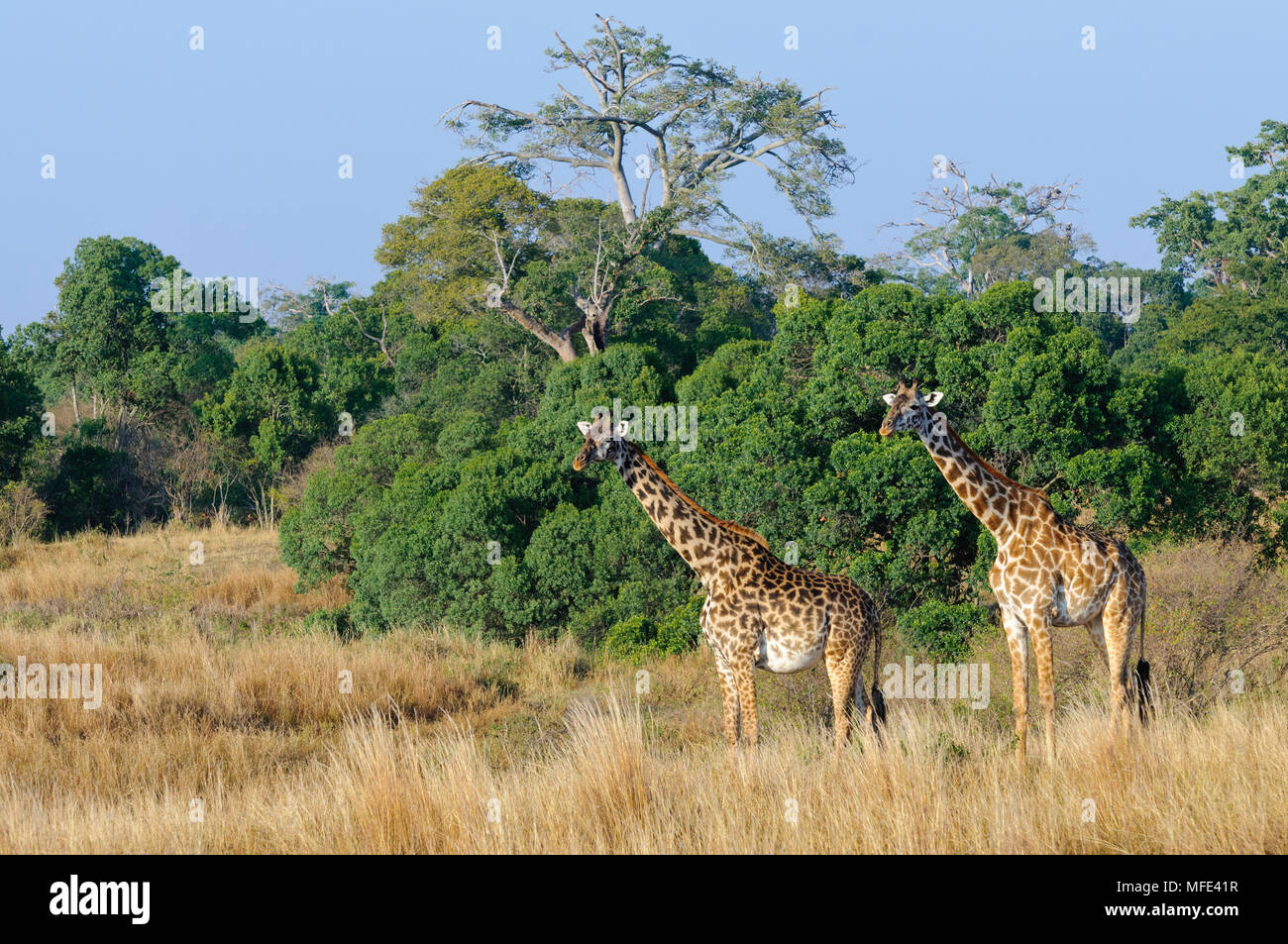 Common giraffes hi-res stock photography and images - Alamy