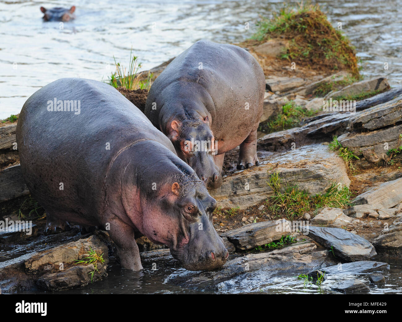 Hippopotamus family crossing small island in river, Hippopotamus ...