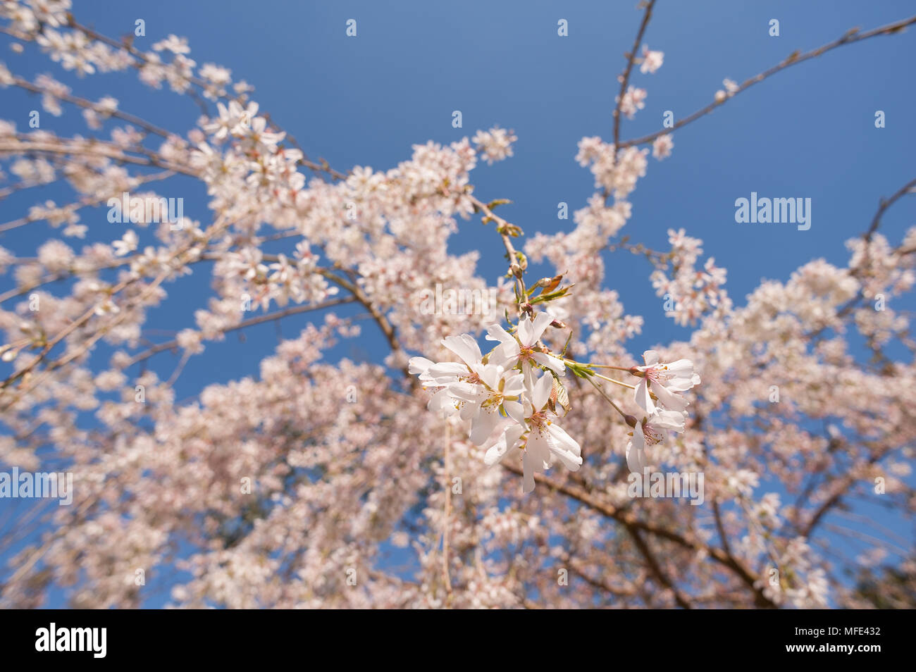 Light airy springtime blossom of flowering cherry tree with flowers ...
