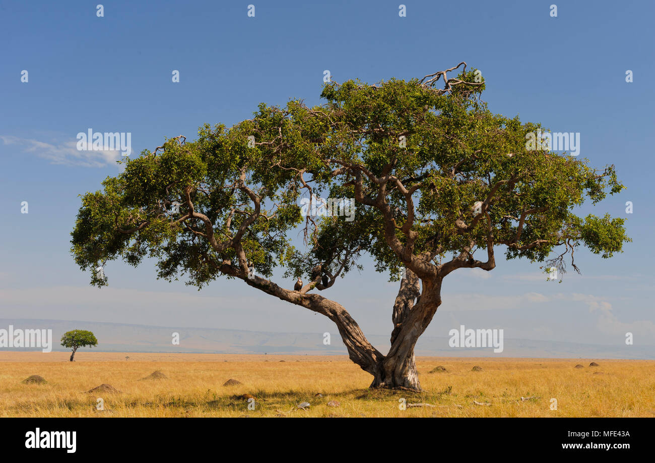 Ficus tree on plains of Masai Mara, Kenya Stock Photo - Alamy