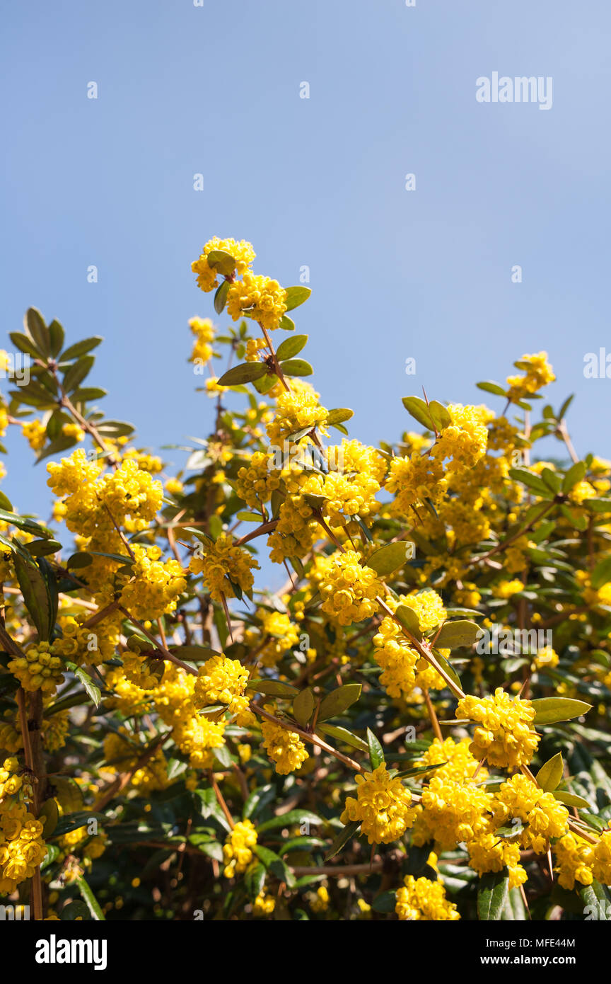 Heavy laden clusters of brilliant mustard yellow axillary flowers of ...