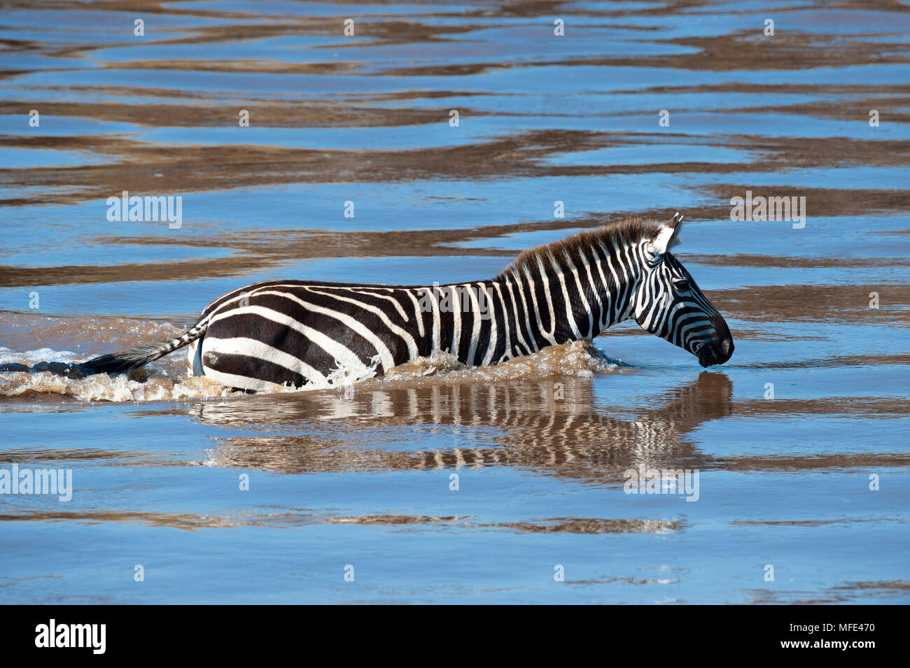 Common zebra crossing Mara RIver during migration, Equus burchelli ...