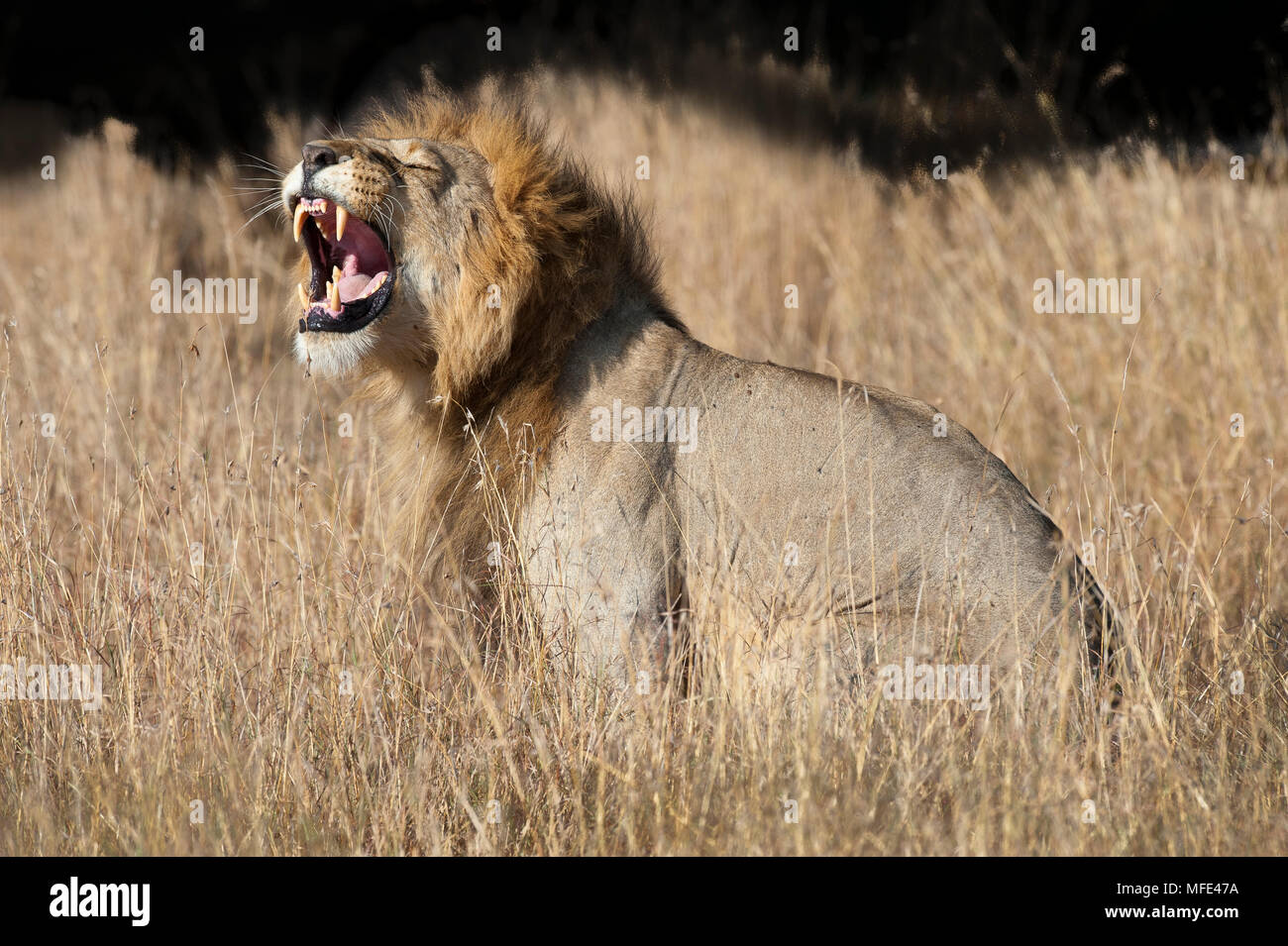 Male African lion checking for female in heat, Panthera leo; Masai Mara ...