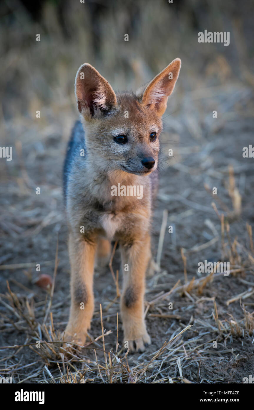 Silver backed jackals hi-res stock photography and images - Alamy