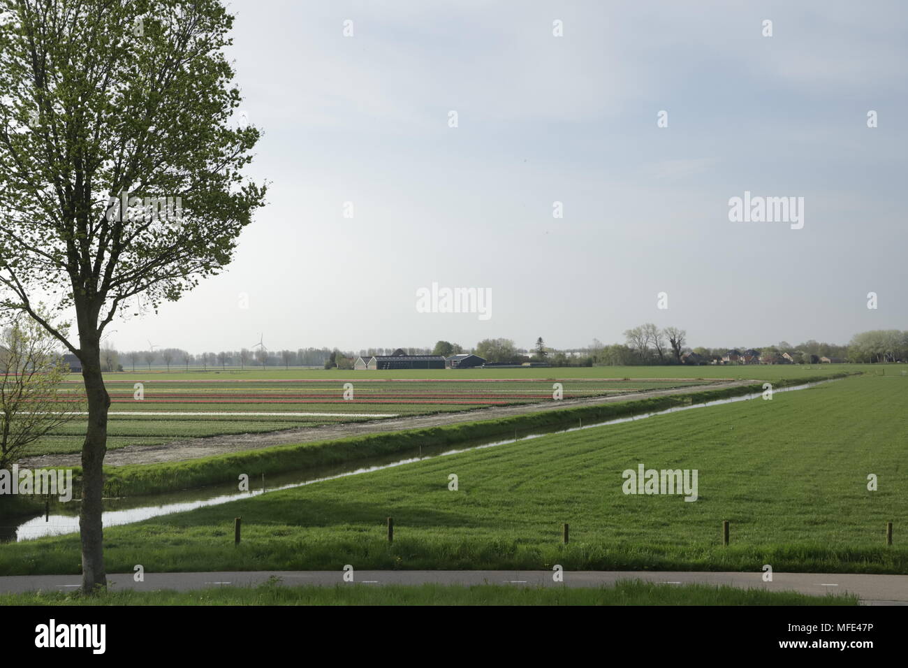 typical dutch landscape with a grassland and a tulipfield almost to ...