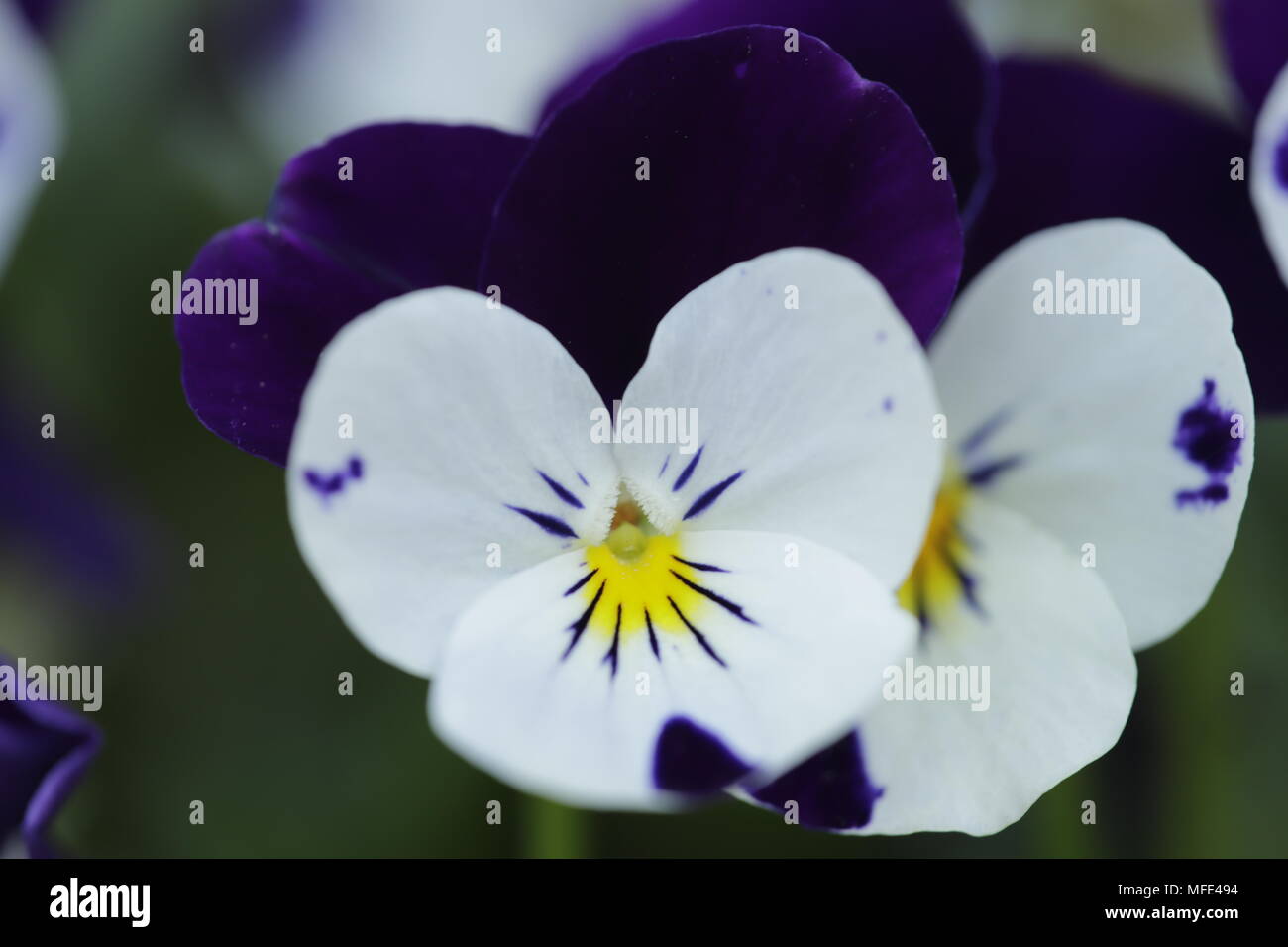 Viola tricolor little violet flowers Stock Photo - Alamy