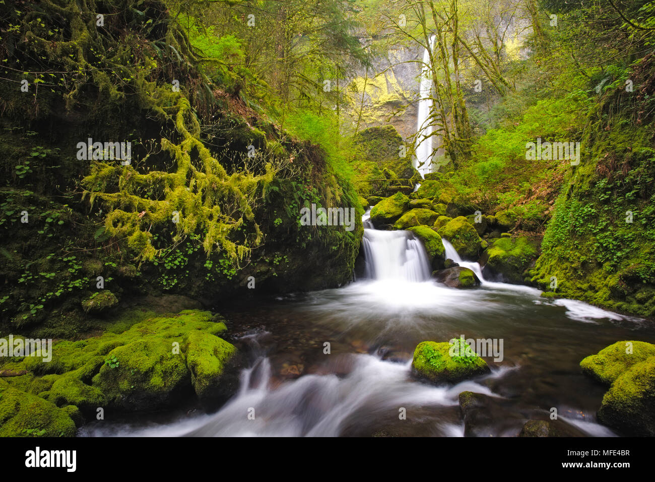 Elowah Falls, and McCord Creek, in the Columbia Gorge National Scenic ...