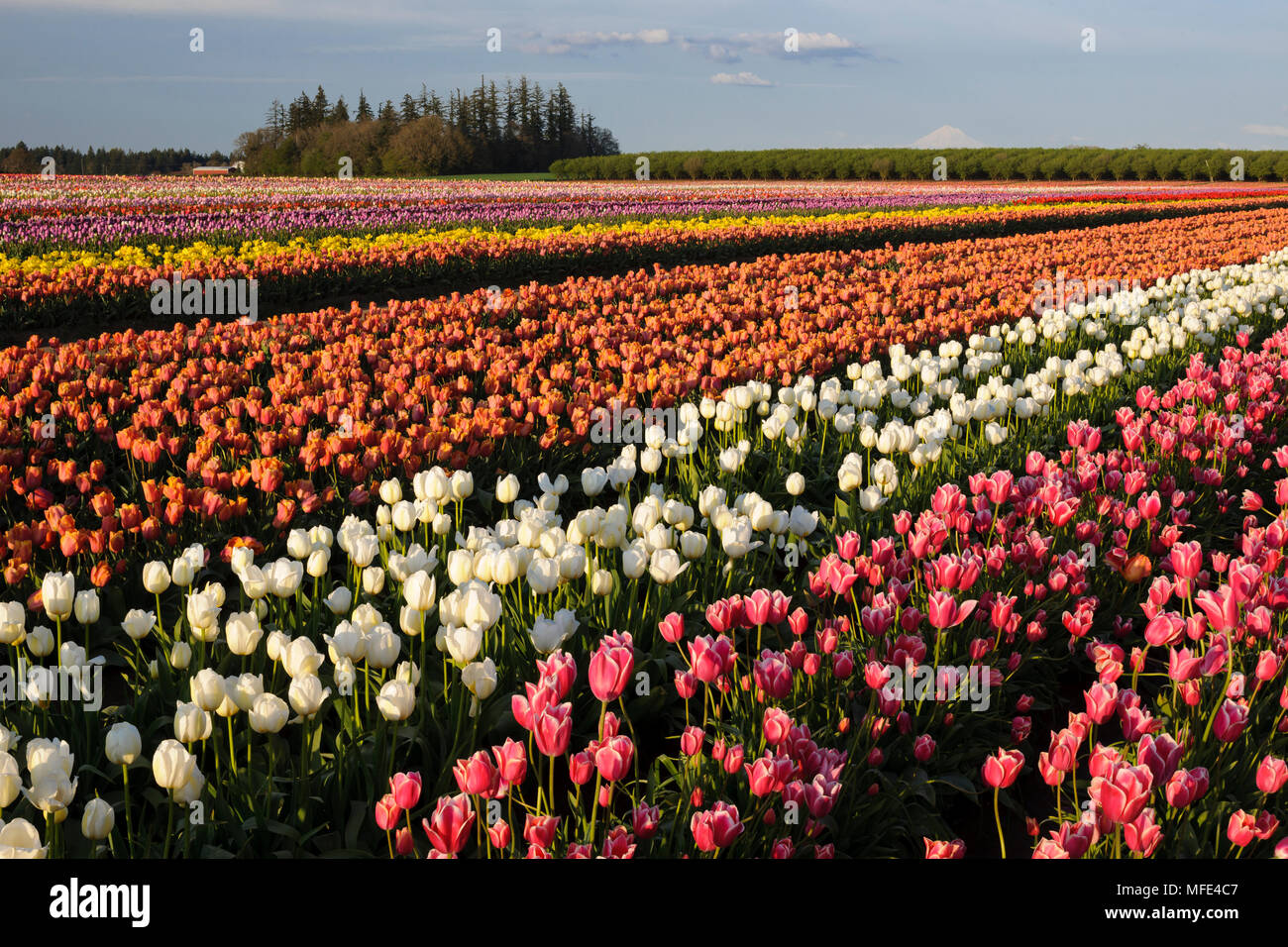Tulip field at Wooden Shoe Tulip Farm, Woodburn, Oregon Stock Photo - Alamy