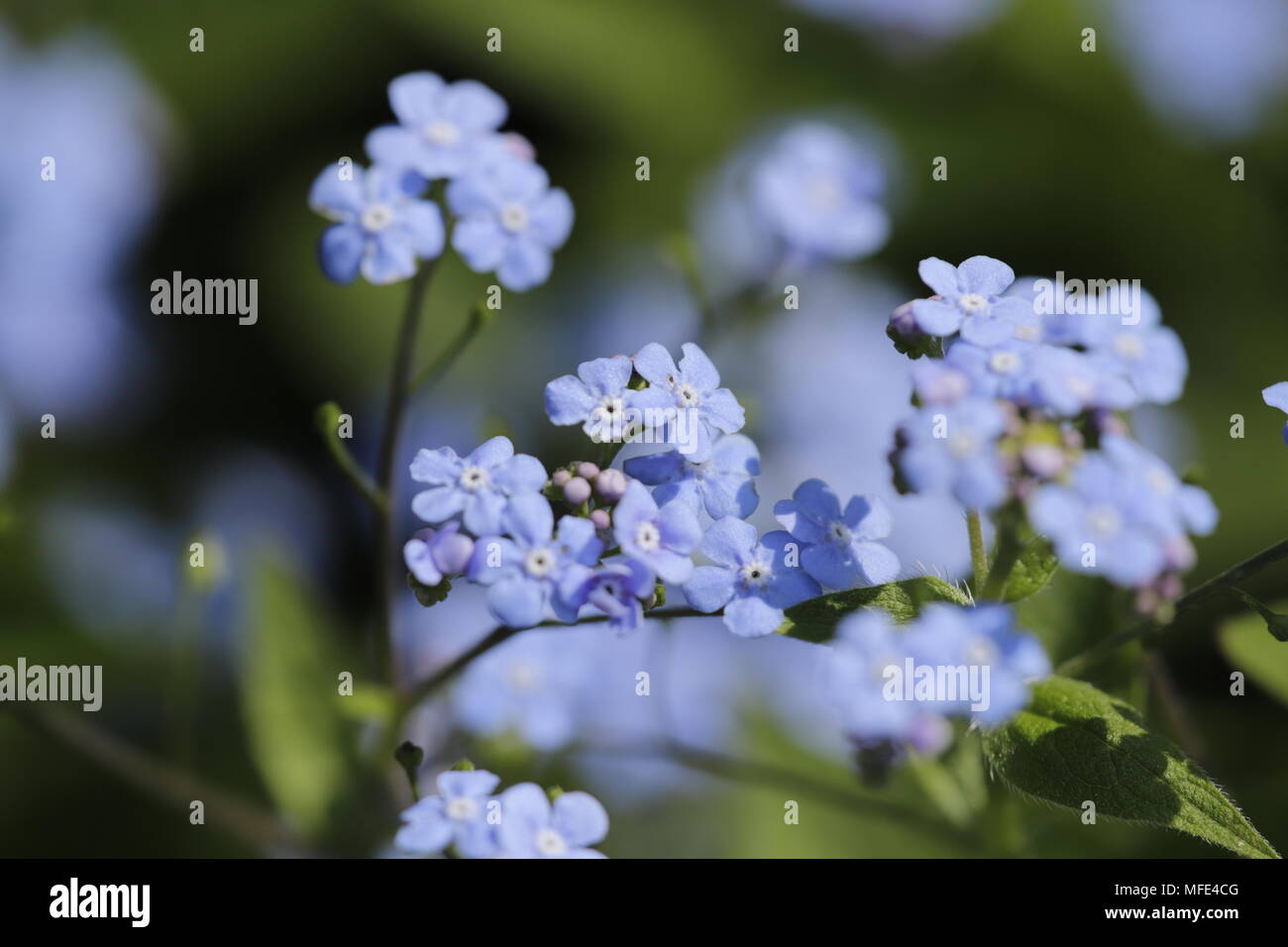 Blue forget me not flowers Stock Photo - Alamy