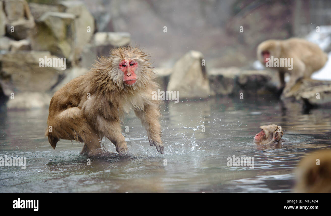 Japanese macaque monkey (snow monkey) at Jigokudani Hot Springs, Japan ...