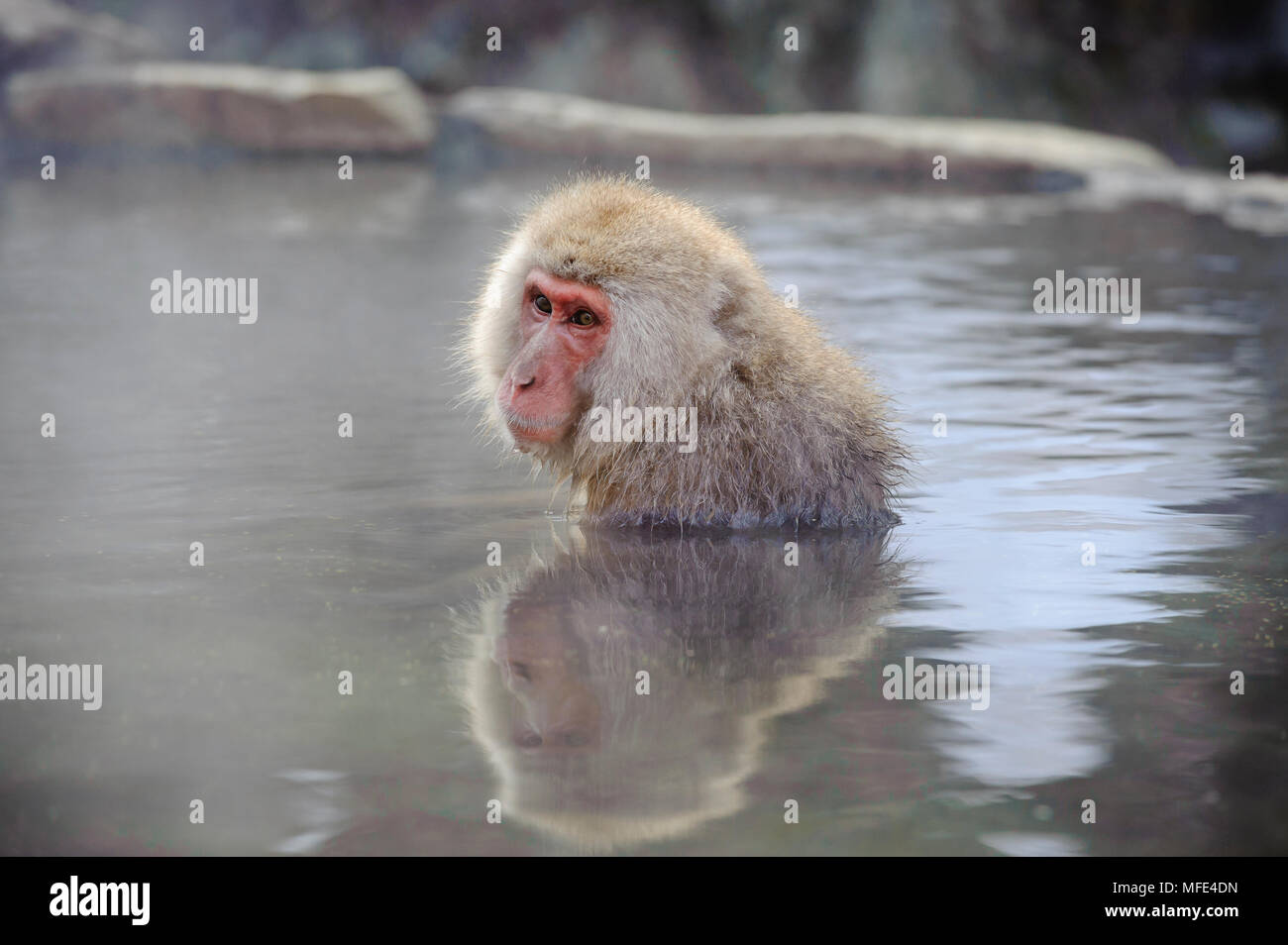 Japanese macaque monkey (snow monkey) at Jigokudani Hot Springs, Japan ...