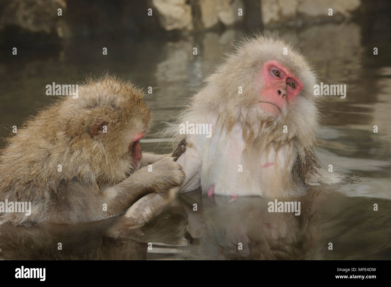 Japanese macaque monkeys (snow monkeys) grooming, at Jigokudani Hot ...