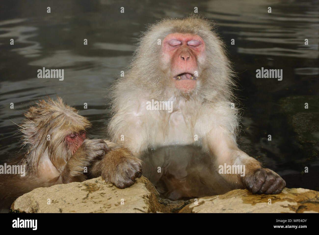 Japanese macaque monkeys (snow monkeys) grooming, at Jigokudani Hot ...