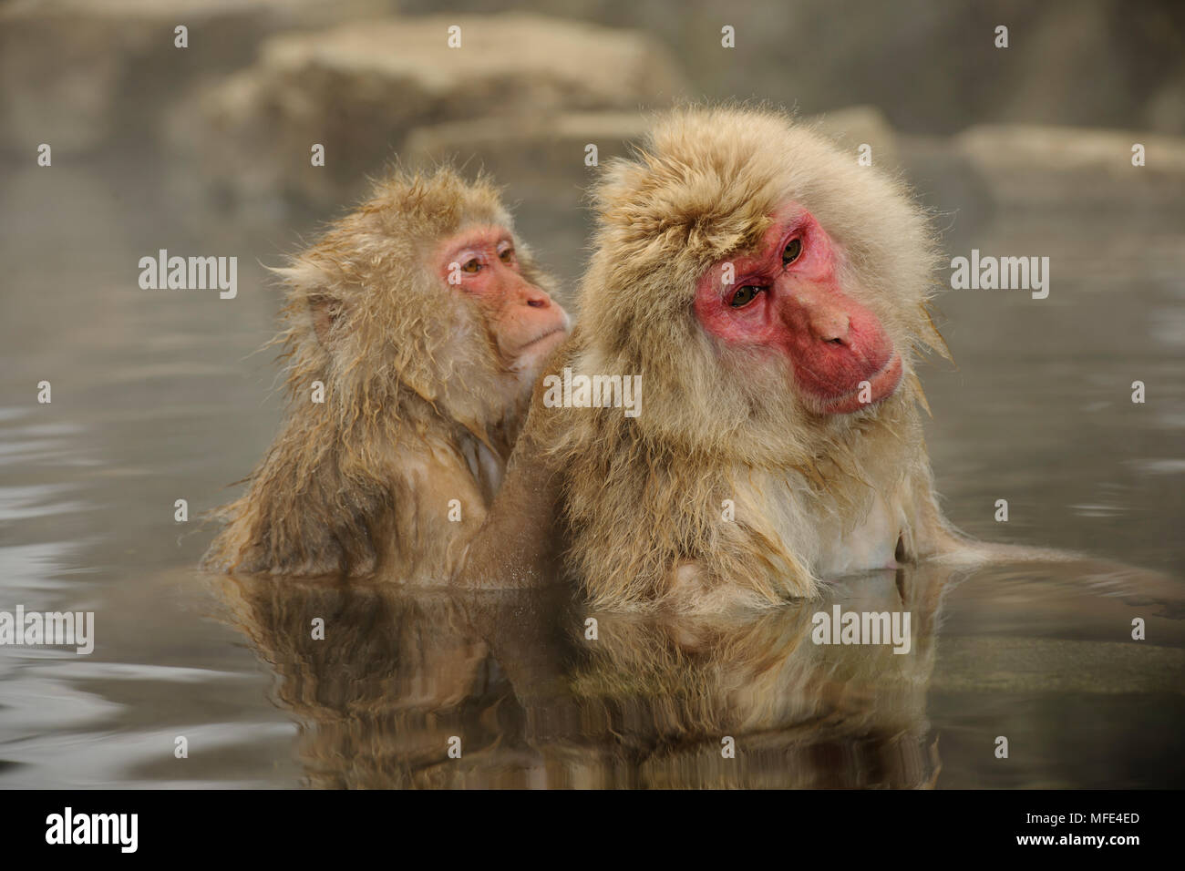 Japanese macaque monkeys (snow monkeys) grooming, at Jigokudani Hot ...