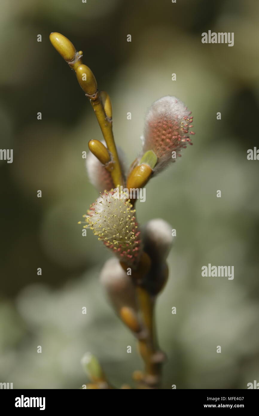 Close up willow cat hi-res stock photography and images - Alamy
