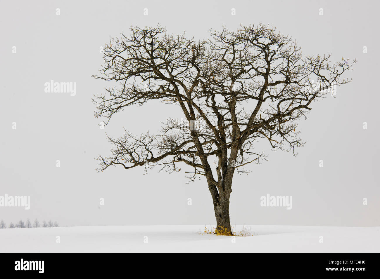 Tree in winter field; Hokkaido, Japan Stock Photo - Alamy