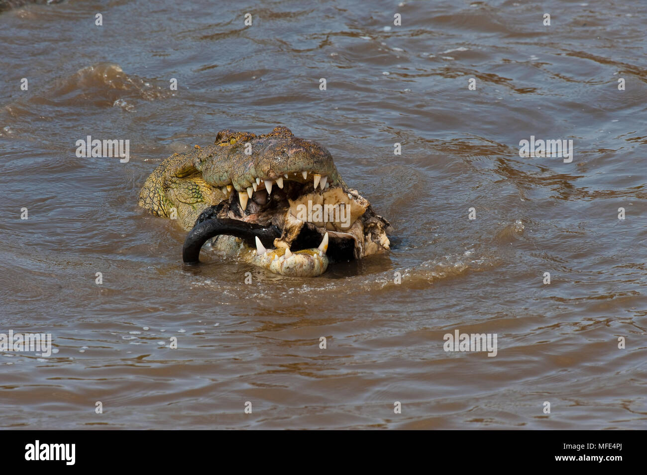 A Nile crocodile with a wildebeest skull, in the Mara River; Masai Mara ...