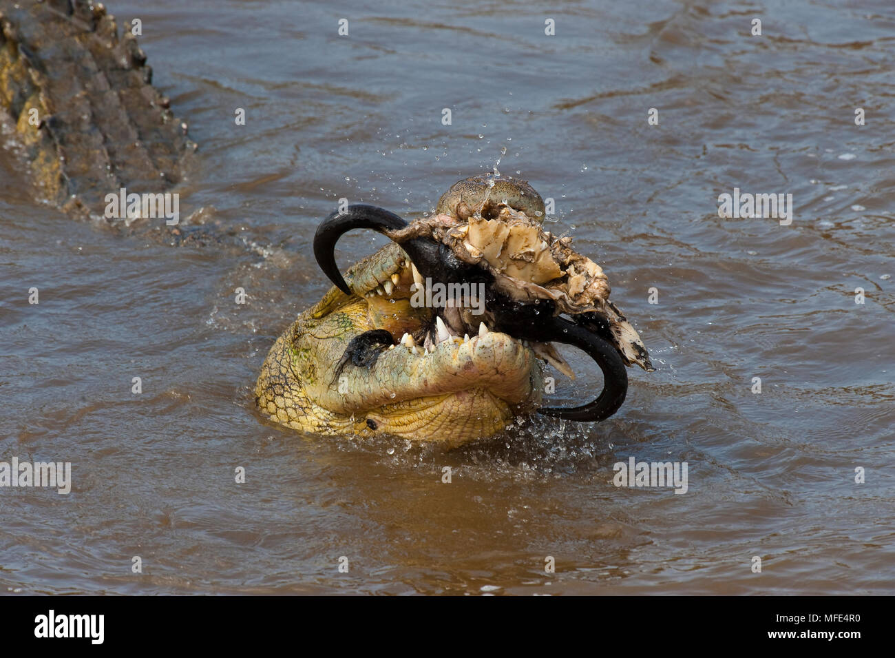 A Nile crocodile with a wildebeest skull, in the Mara River; Masai Mara ...