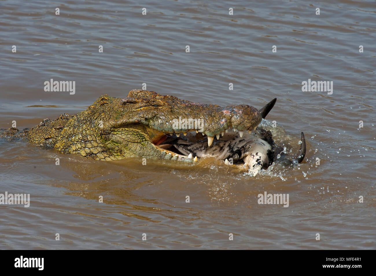 A Nile crocodile with a wildebeest skull, in the Mara River; Masai Mara ...