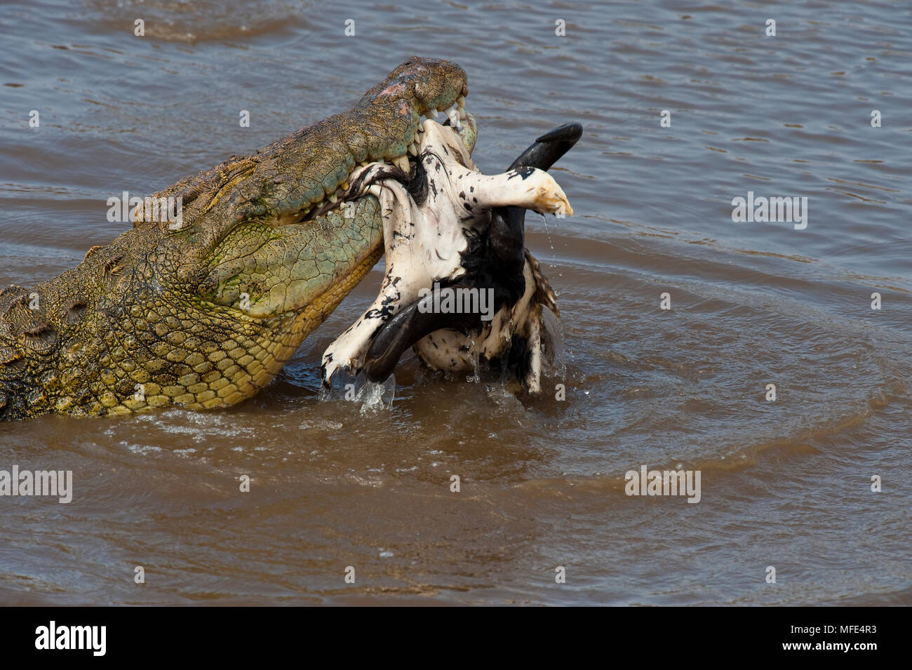 A Nile crocodile with a wildebeest skull, in the Mara River; Masai Mara ...