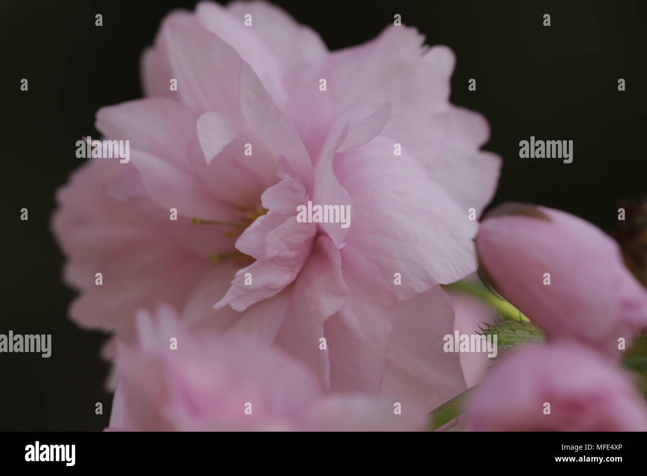 Beautiful pink fragile flowers of the Japanese cherry Stock Photo - Alamy