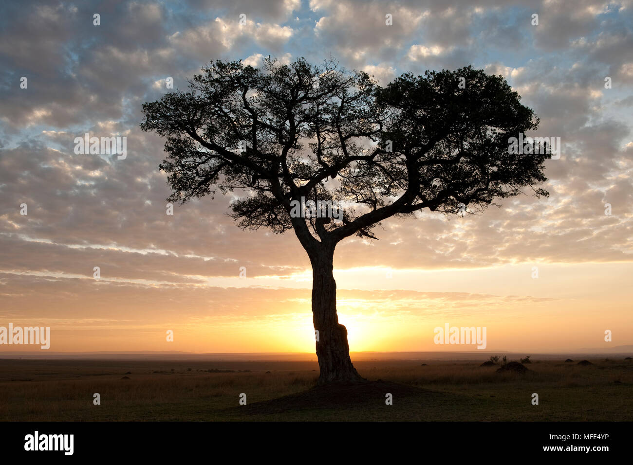 090914 hi-res stock photography and images - Alamy