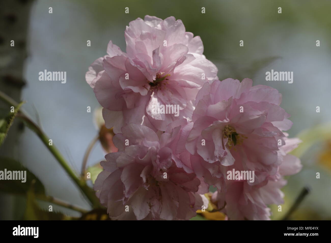 Beautiful pink fragile flowers of the Japanese cherry Stock Photo - Alamy