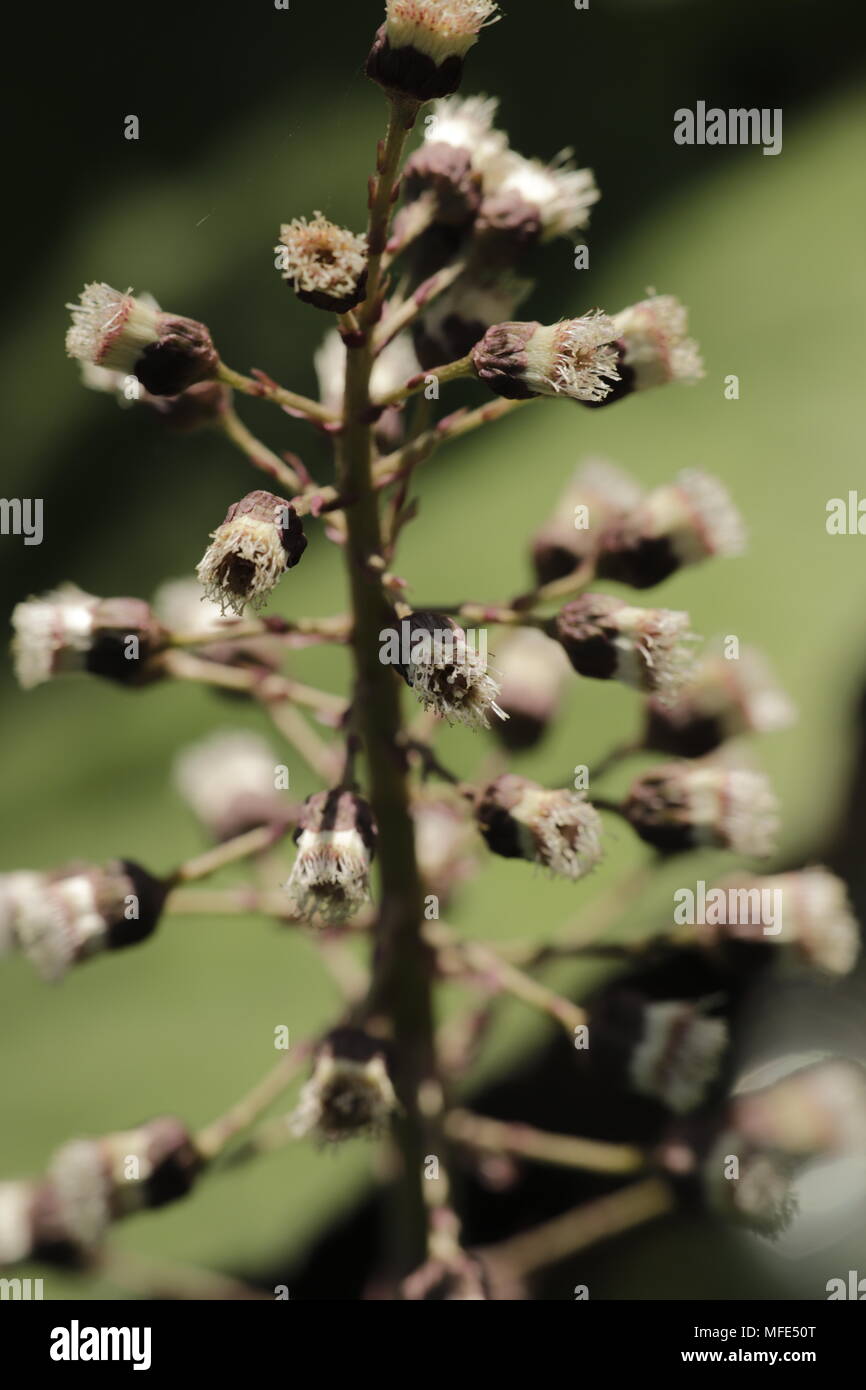 flower of the butterbur plant Stock Photo - Alamy