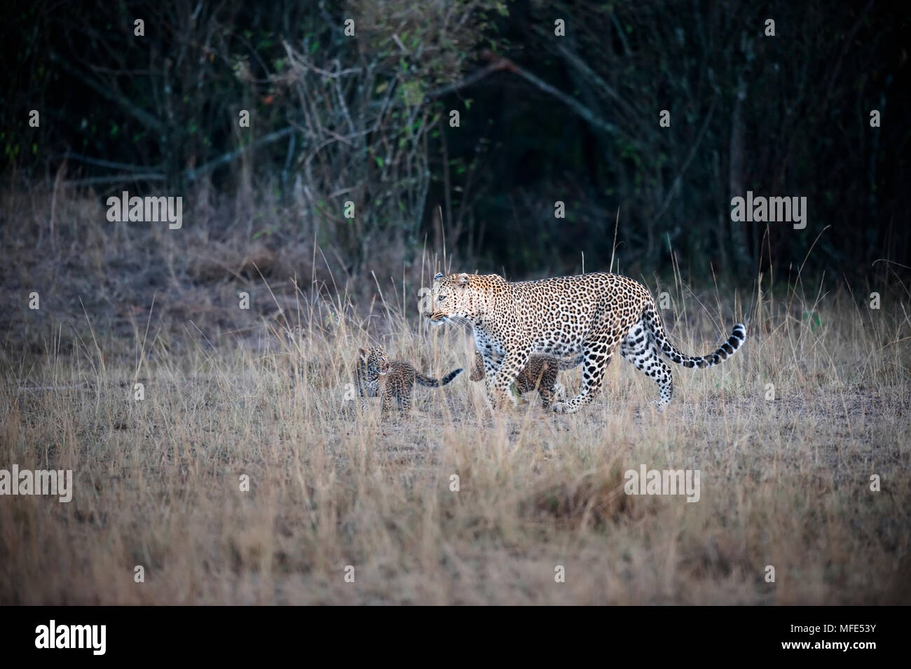 Baby Leopards High Resolution Stock Photography and Images - Alamy