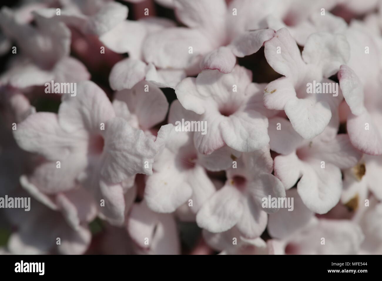 Beautiful pink flowers on a little bush in the spring Stock Photo - Alamy