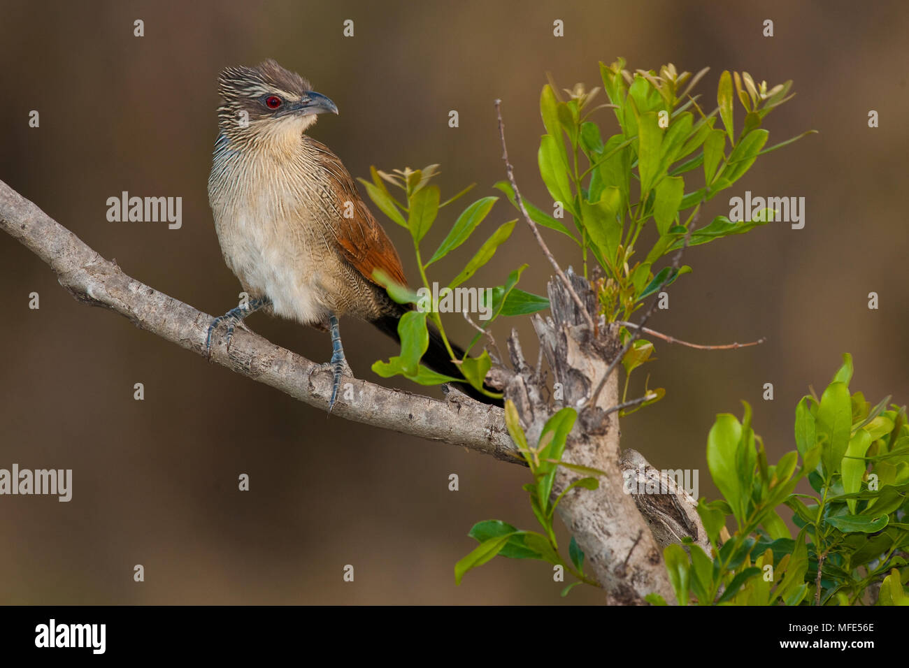 White-browed coucal in Kenya's Masai Mara; Centropus superciliosus ...